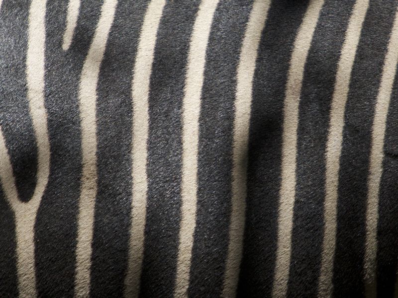 Zebra skin detail | Smithsonian Photo Contest | Smithsonian Magazine