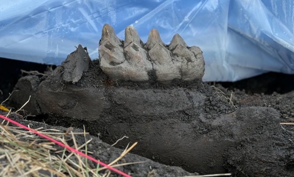 A Homeowner Found Huge, Fossil Teeth While Mowing the Lawn. Then ...