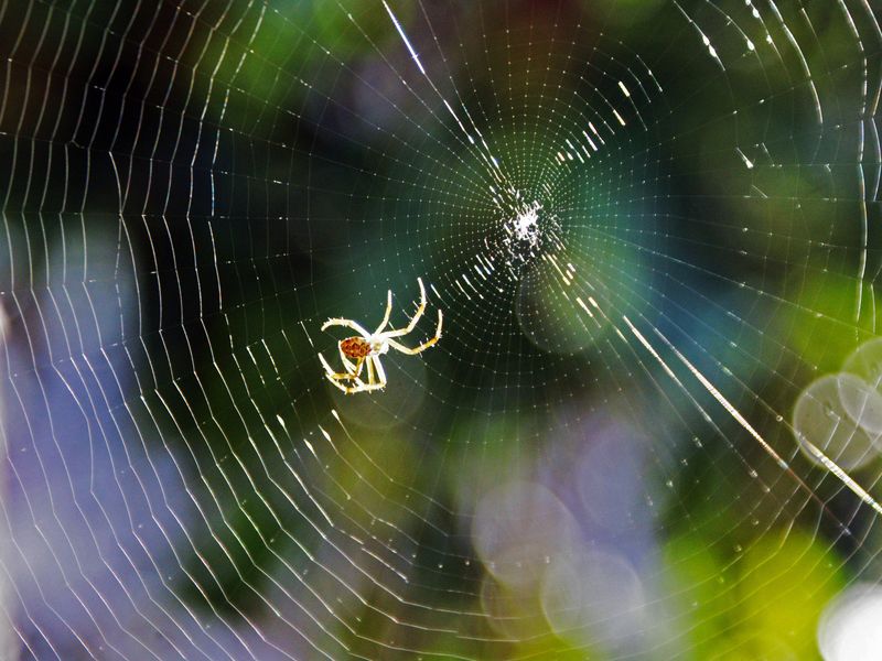 A spider spins her web post sunrise. | Smithsonian Photo Contest ...