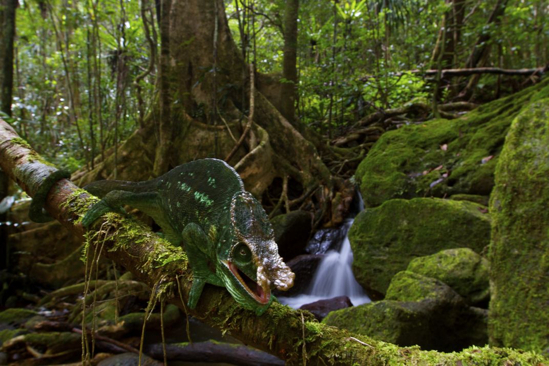 One of Madagascar's largest chameleons the Parson's chameleon Calumma ...