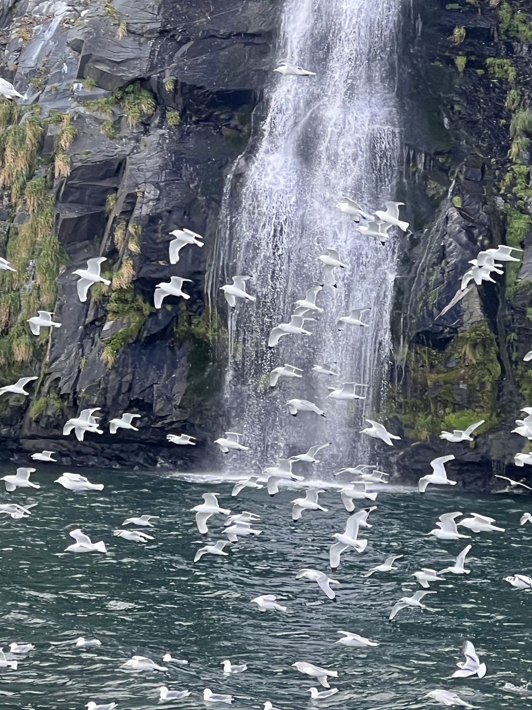 Flocking past a waterfall | Smithsonian Photo Contest | Smithsonian ...