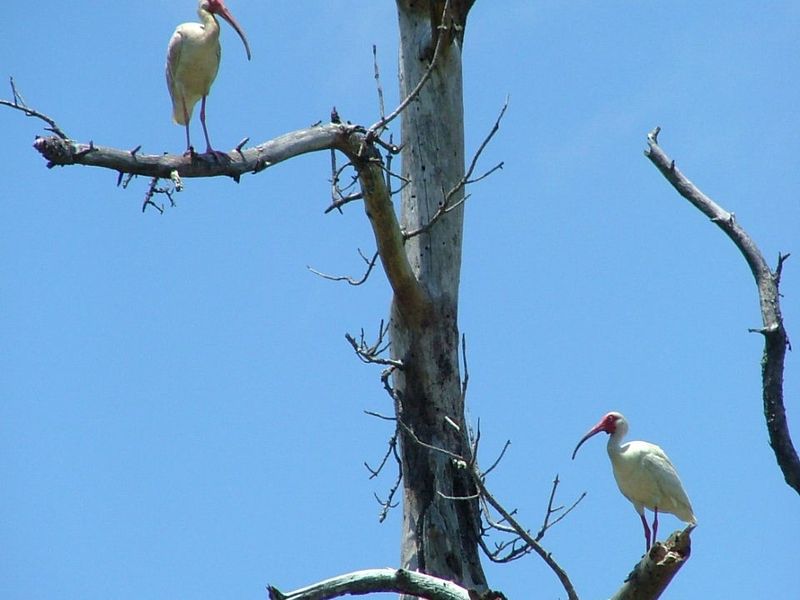 Pair of White Ibis on dead tree. | Smithsonian Photo Contest ...