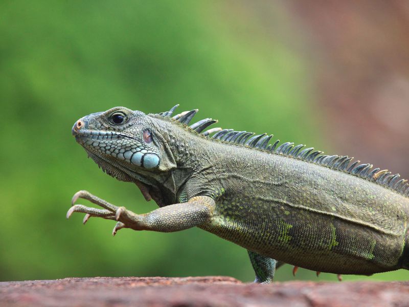 An Iguana stretches for its next step. | Smithsonian Photo Contest ...