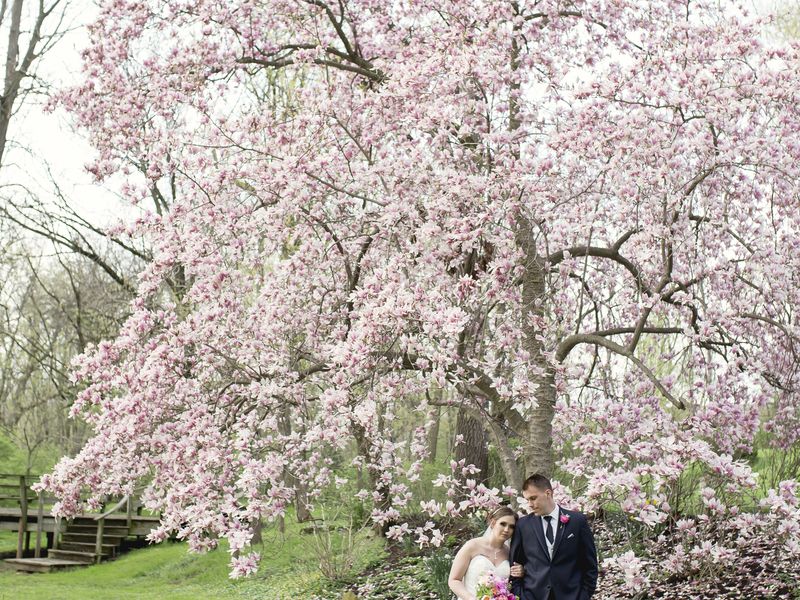 bride and grooming posing by blooming magnolia tree | Smithsonian Photo ...