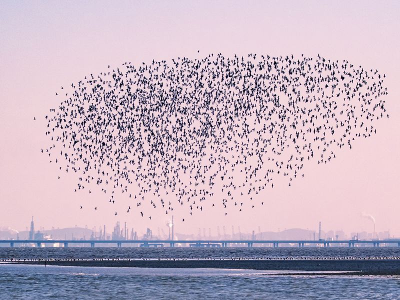 Bird waves 1 | Smithsonian Photo Contest | Smithsonian Magazine