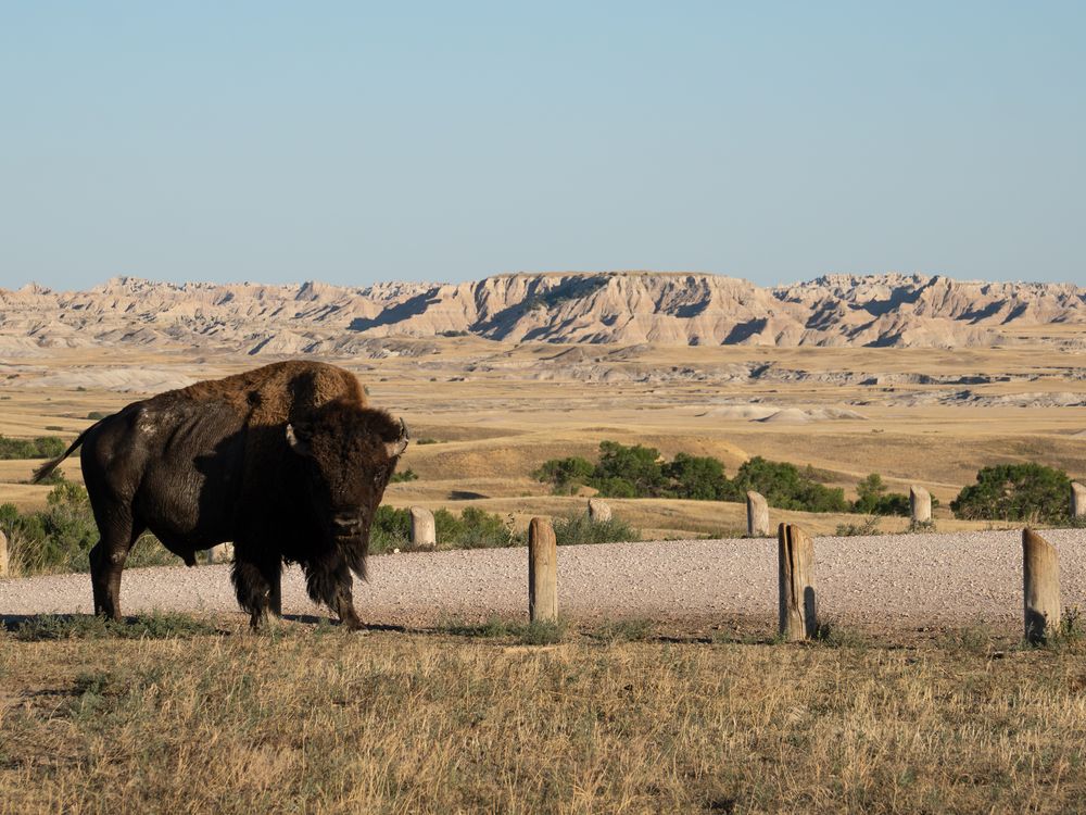 Iconic native of the plains posing in front of the badlands ...