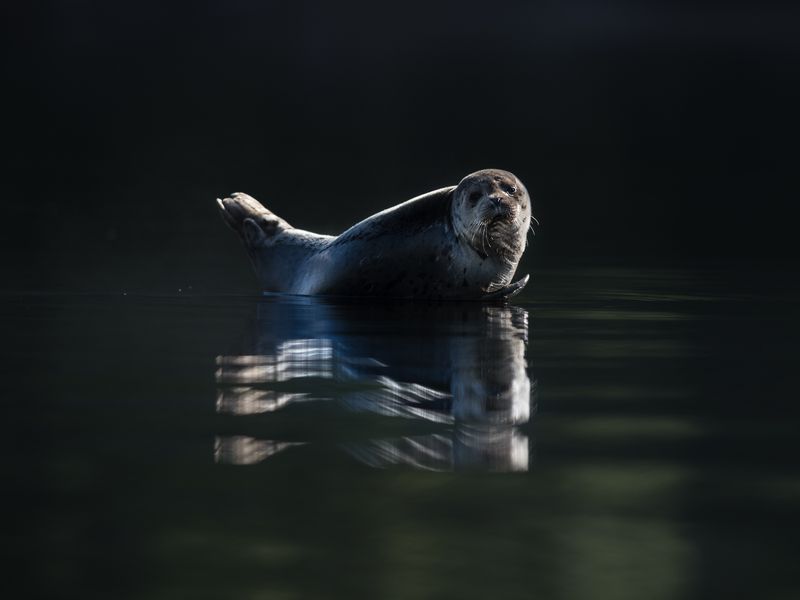 Harbour seal reflection | Smithsonian Photo Contest | Smithsonian Magazine