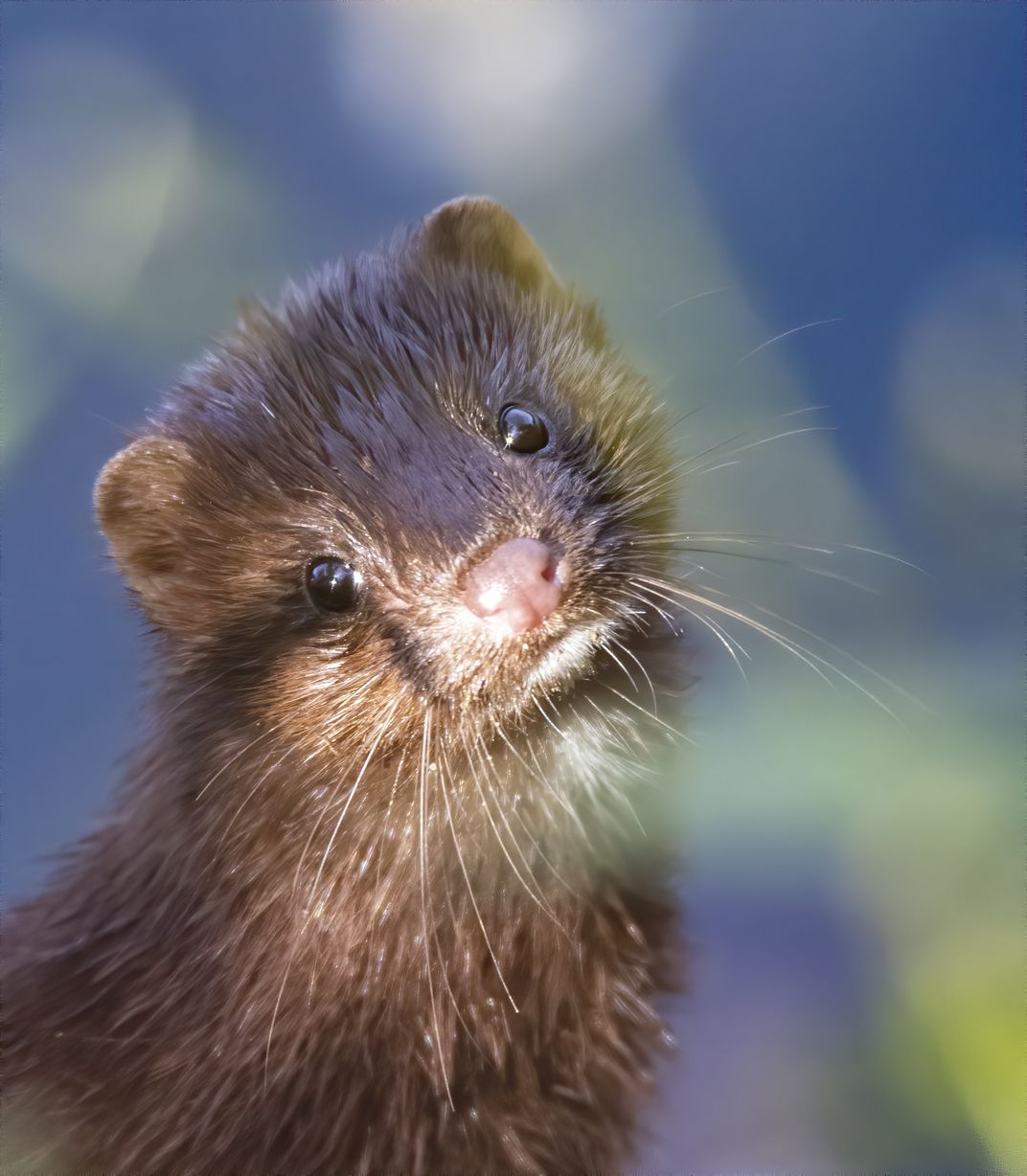 Curious Mink | Smithsonian Photo Contest | Smithsonian Magazine