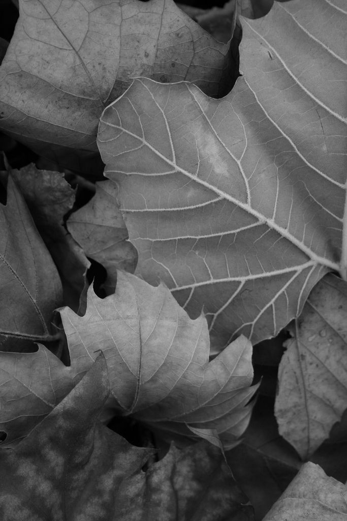 Autumn leaves in black and white. | Smithsonian Photo Contest ...