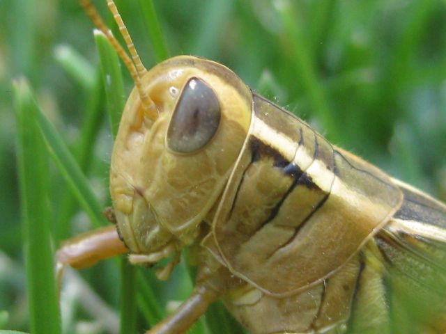 This little grasshopper was hopping in my backyard and was kind enough ...