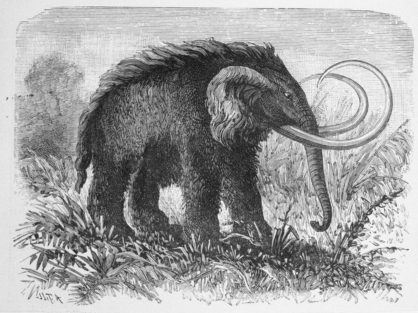 Solving a Mystery of Mammoth Proportions