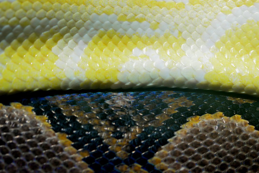 Albino burmese python and reticulated python in Vienna Aqua Terra zoo ...