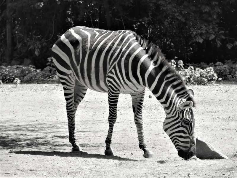 Zebra | Smithsonian Photo Contest | Smithsonian Magazine