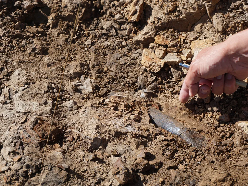 paleontologist digging up dinosaur bones