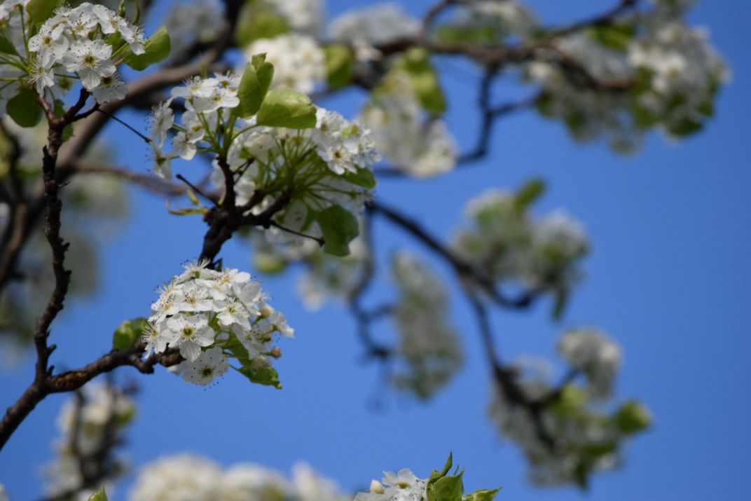 Blue & Blossoms | Smithsonian Photo Contest | Smithsonian Magazine