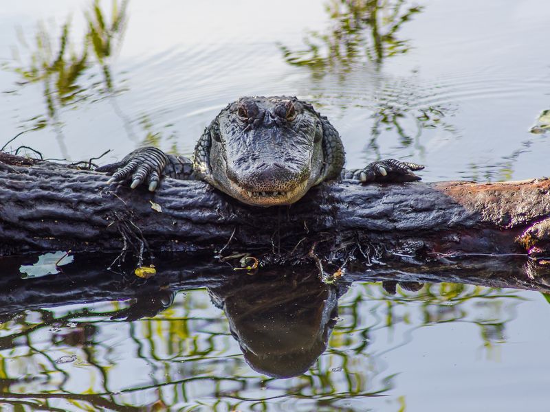 Smiling Gator | Smithsonian Photo Contest | Smithsonian Magazine