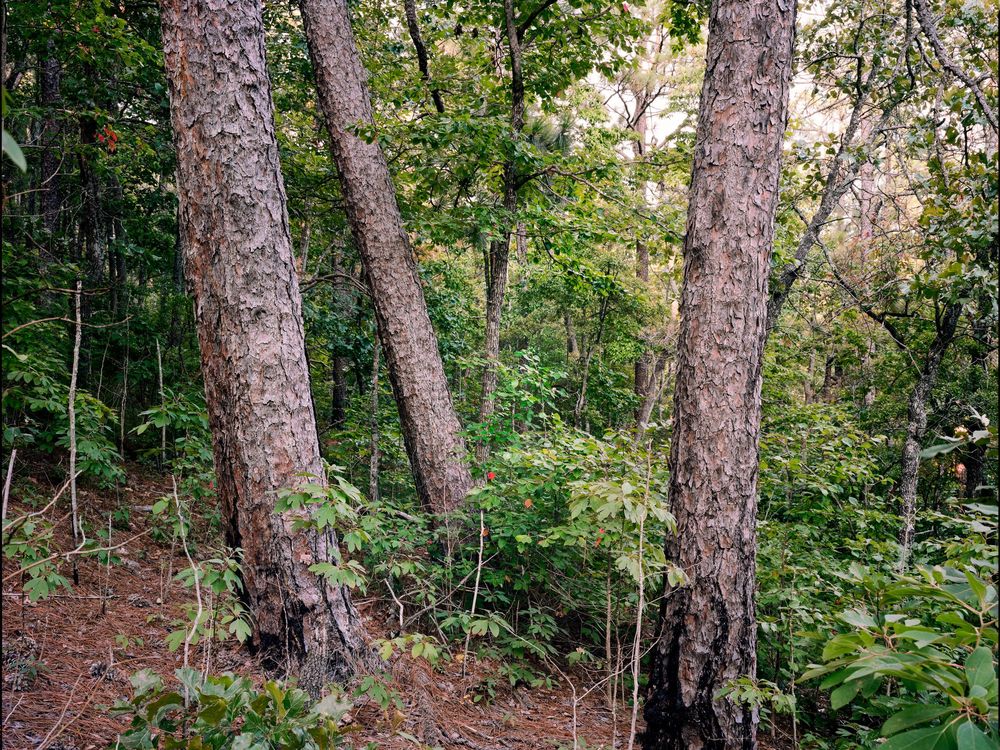 old growth longleaf pine