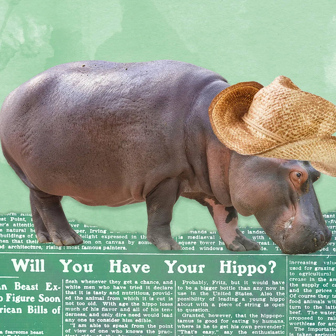 hippo war