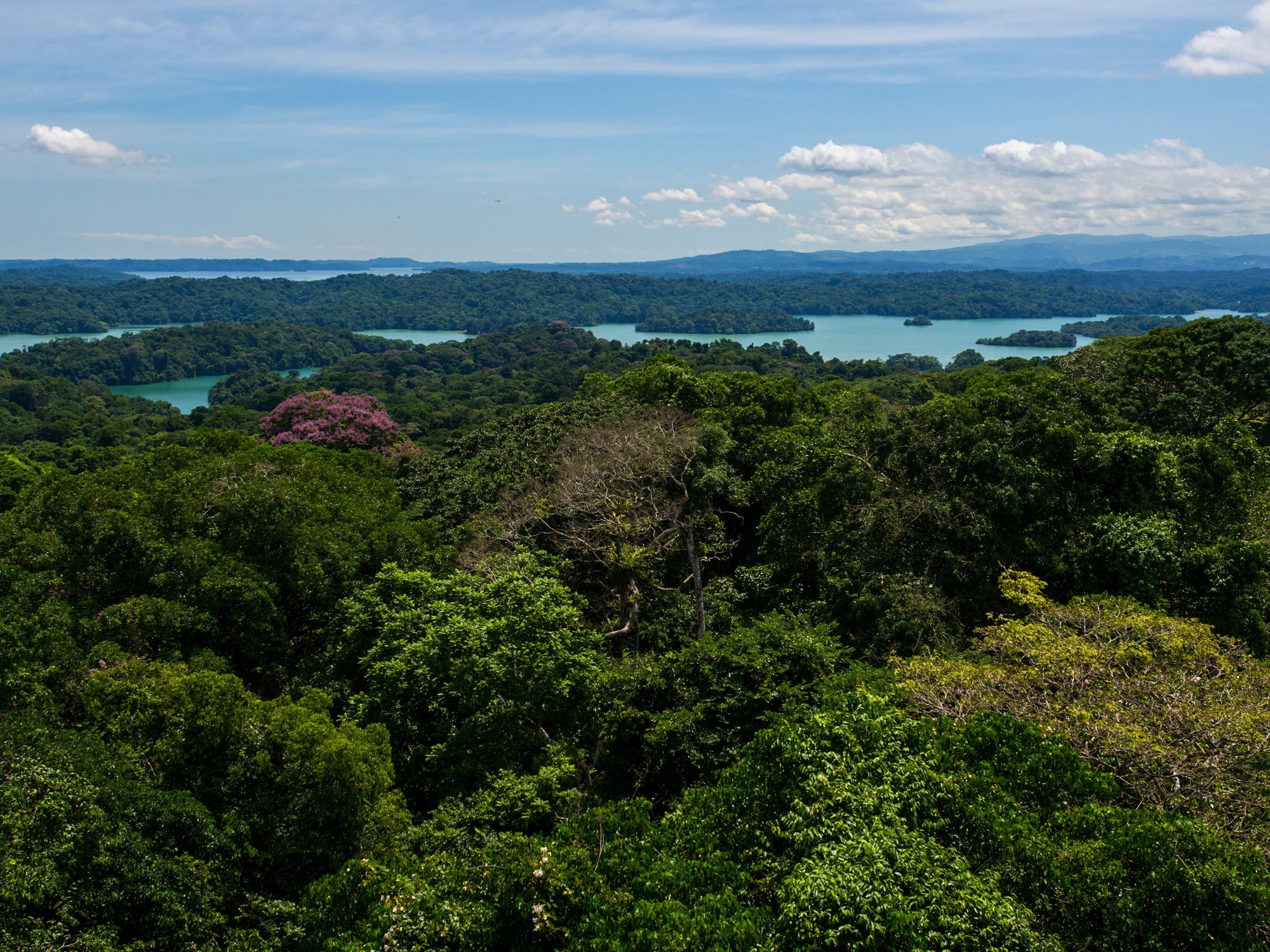 Above the Tropical Forest Canopy, Sensors Capture the Fluxes of Gases ...