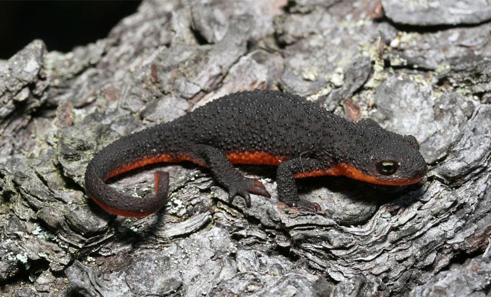 Newt S Toxic Newt!