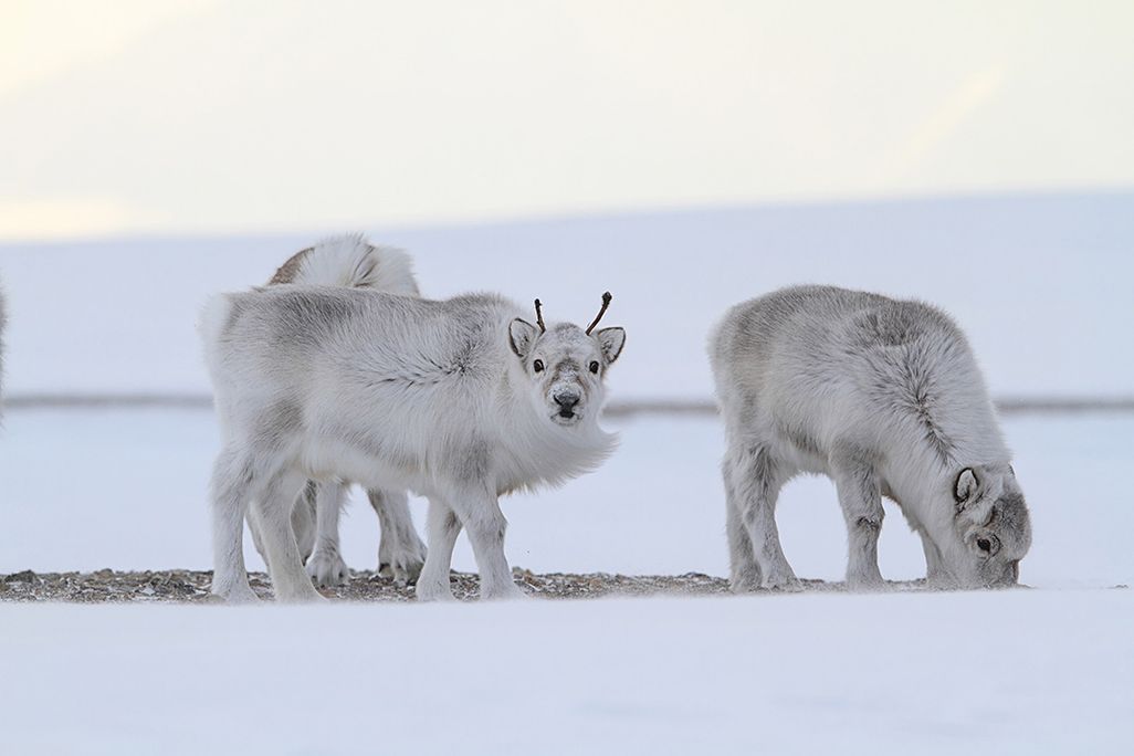 do reindeer get cold