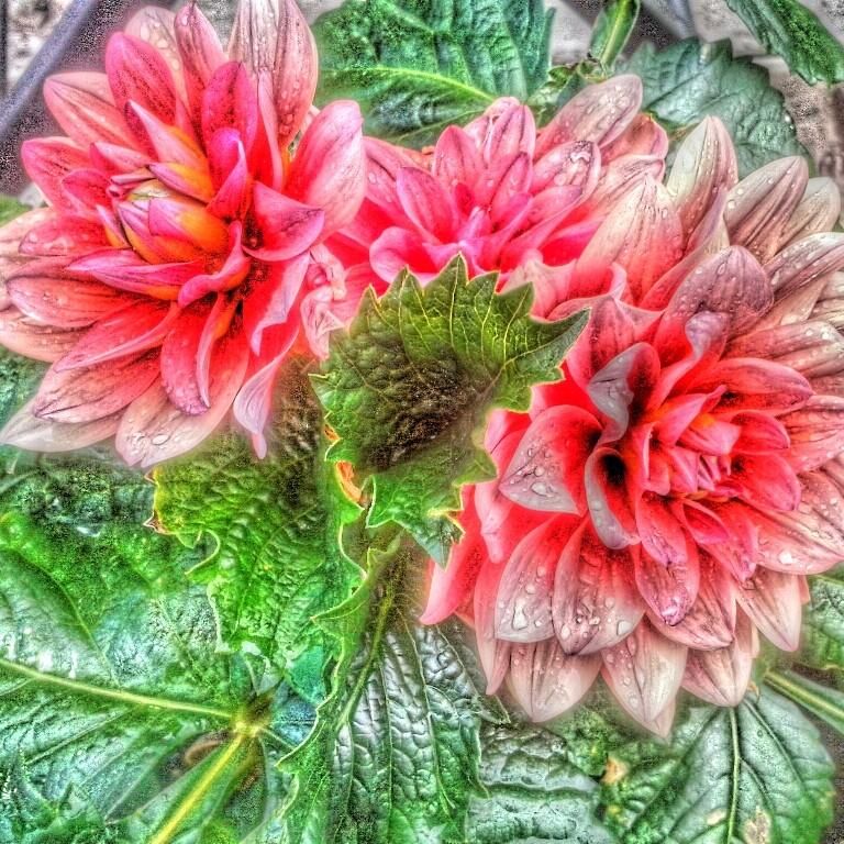 The beauty of the flower after a summer storm, rain drops still fresh ...