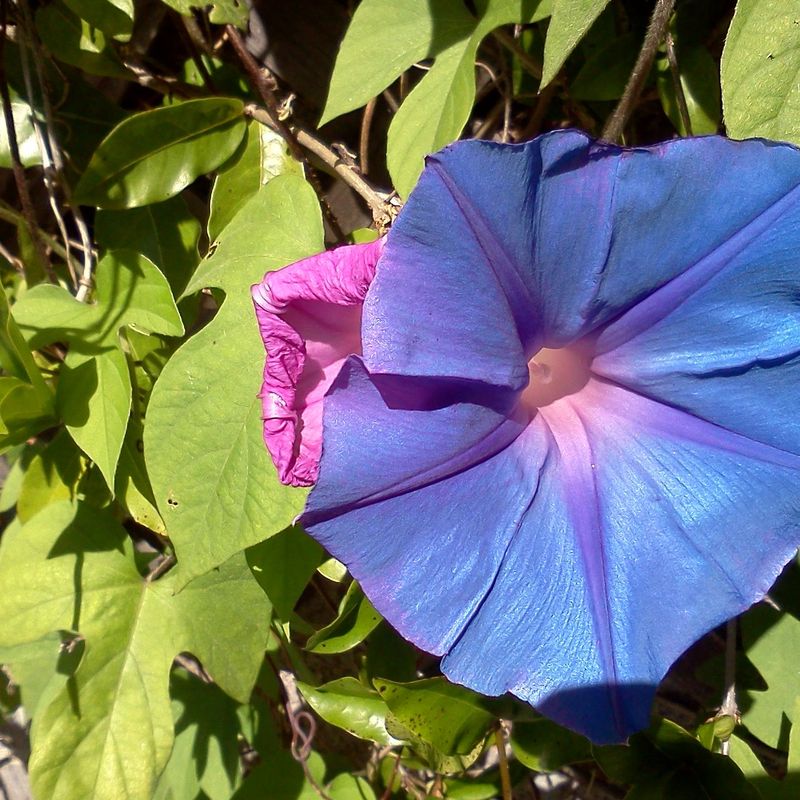 Morning Glory Seed Tea