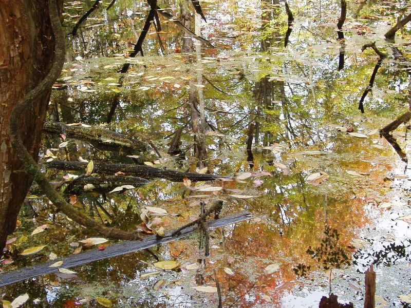 Autumn trees reflected in swamp | Smithsonian Photo Contest ...