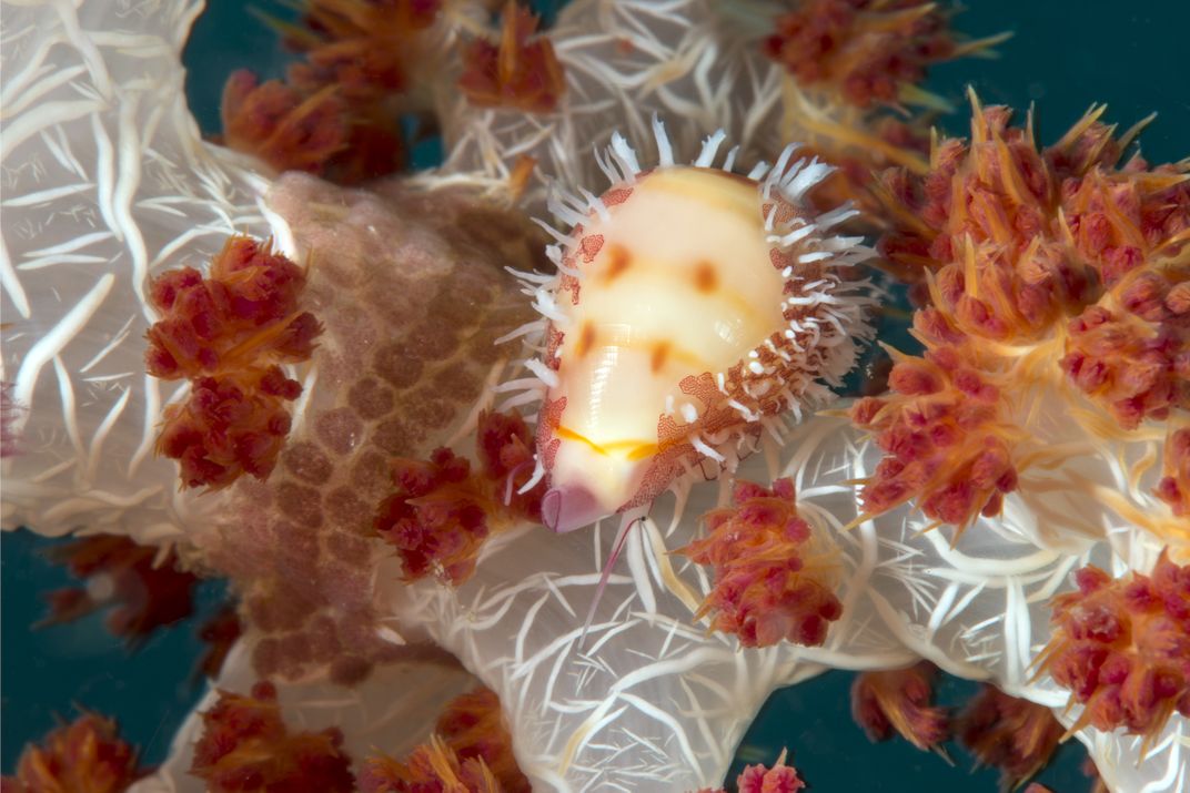 A tiny Gastropod Mollusc Diminovula stigma next to its eggs, perfectly ...
