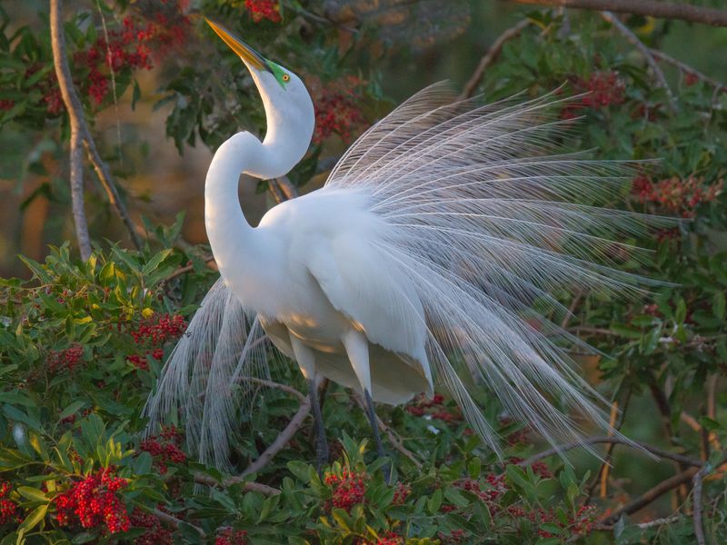 A Snowy White Egret Display | Smithsonian Photo Contest | Smithsonian ...