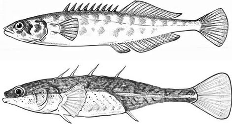 What Robot Fish Can Tell Us About Parallel Evolution