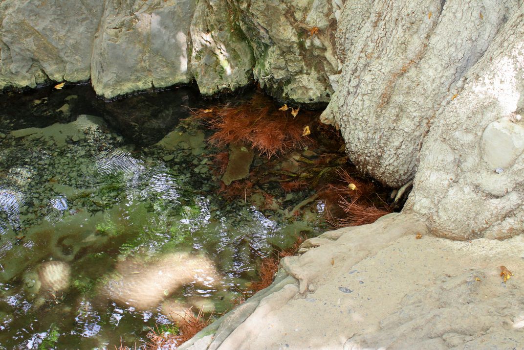 A spring flows from under the roots of an old plane tree | Smithsonian ...