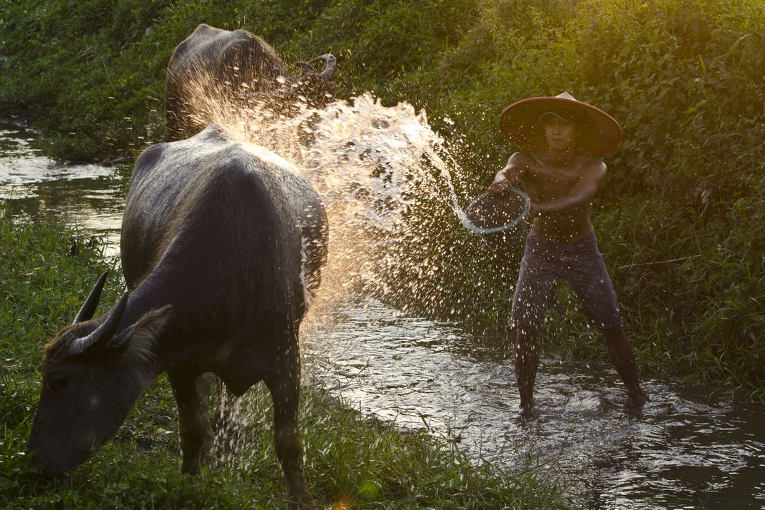 Bathing the Buffaloes | Smithsonian Photo Contest | Smithsonian Magazine