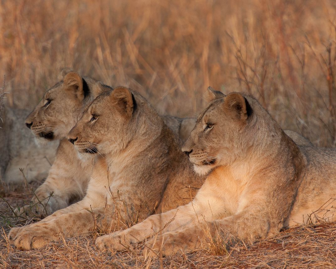 lions taking a rest in the evening sun | Smithsonian Photo Contest ...