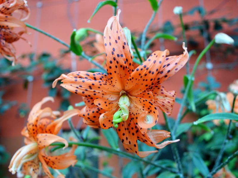 The tiger lily, Garden by the Bay | Smithsonian Photo Contest ...