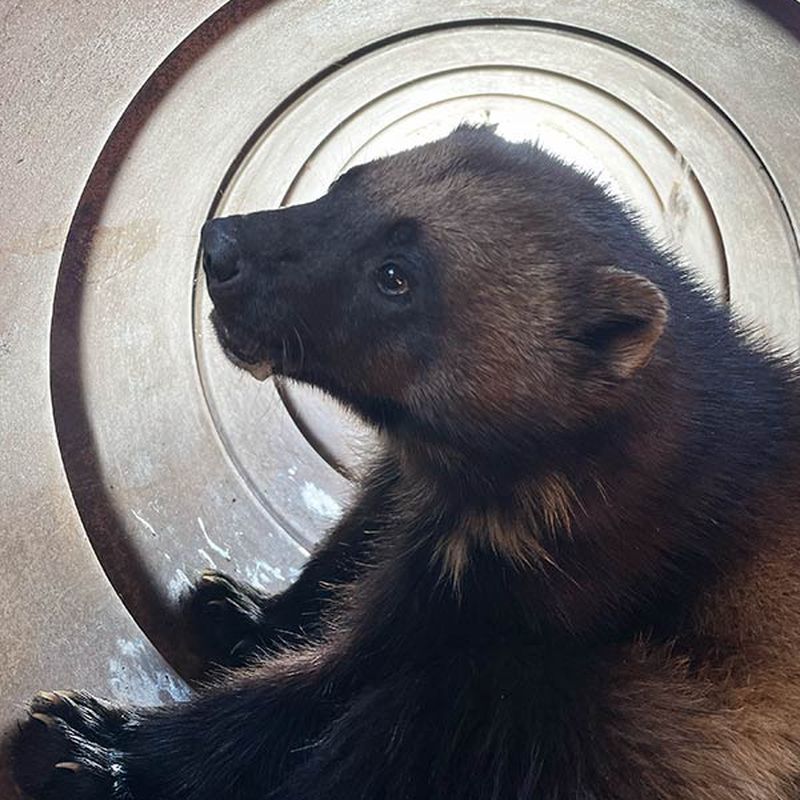 What Do Wolverines Hunt