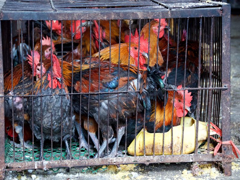 Chickens in Market | Smithsonian Photo Contest | Smithsonian Magazine