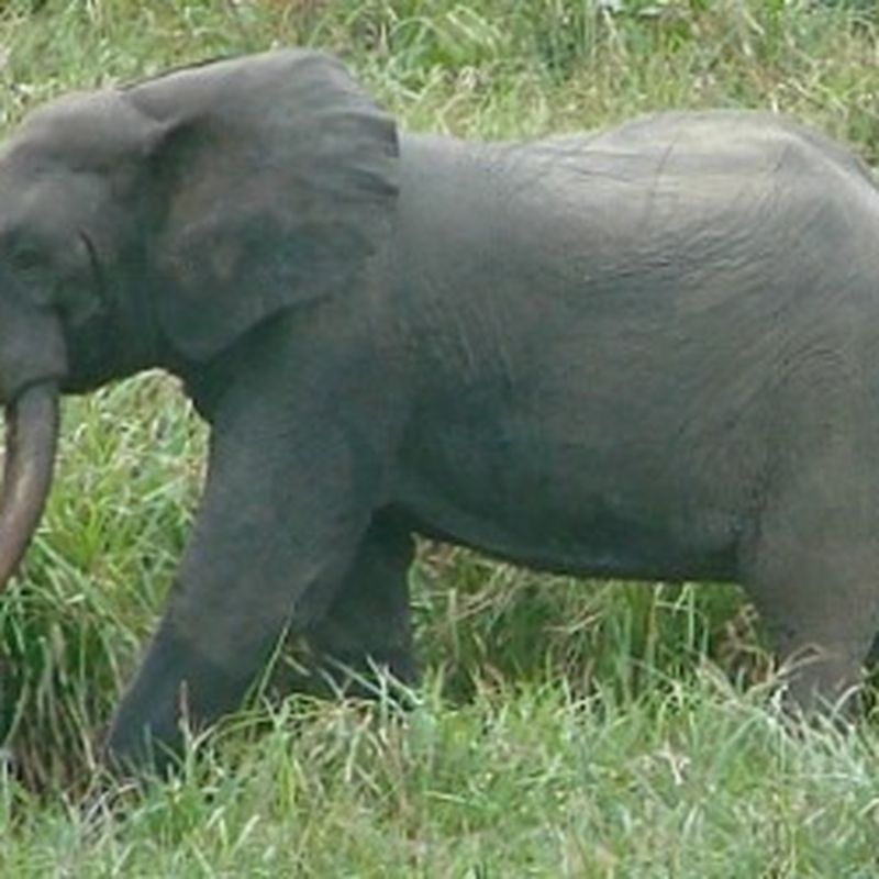 Real Miniature Elephant