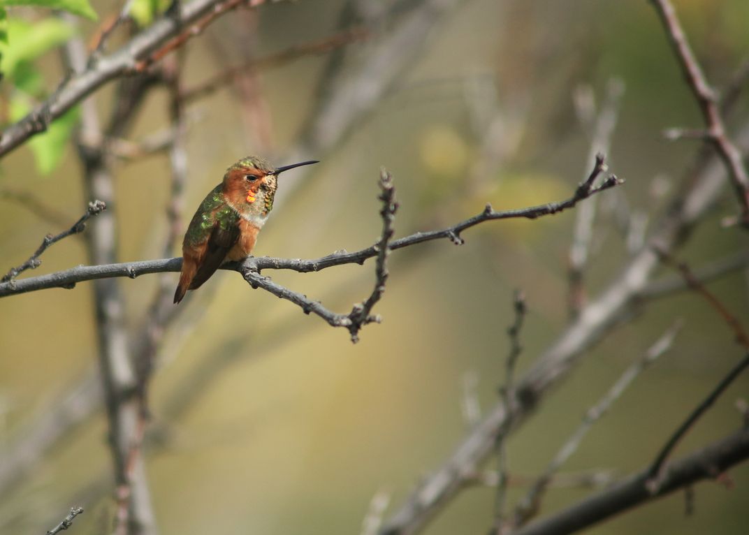 Angry Rufus | Smithsonian Photo Contest | Smithsonian Magazine