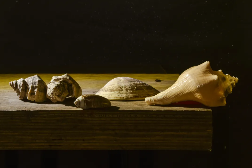 Sea Shells | Smithsonian Photo Contest | Smithsonian Magazine