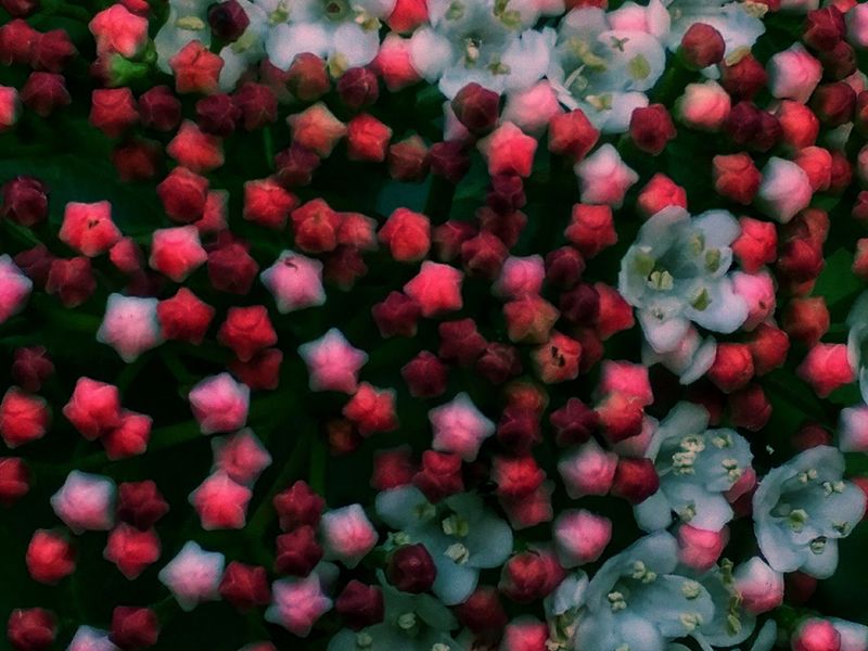 Flower Stars | Smithsonian Photo Contest | Smithsonian Magazine