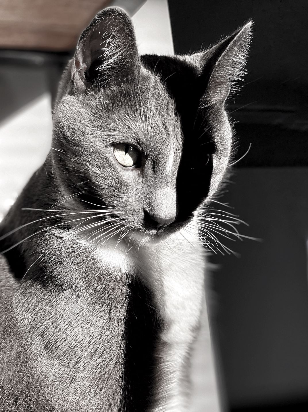 Shadow across a cat's face | Smithsonian Photo Contest | Smithsonian ...