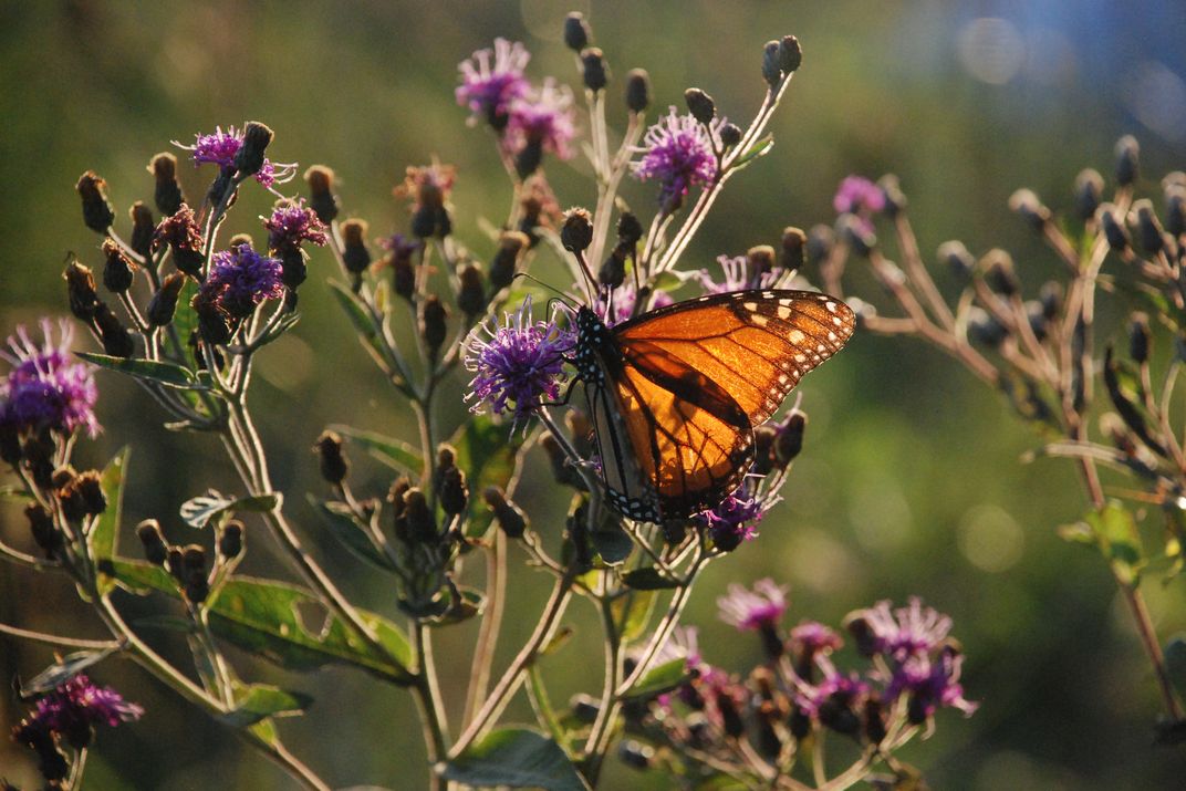 Butterfly at sunset | Smithsonian Photo Contest | Smithsonian Magazine