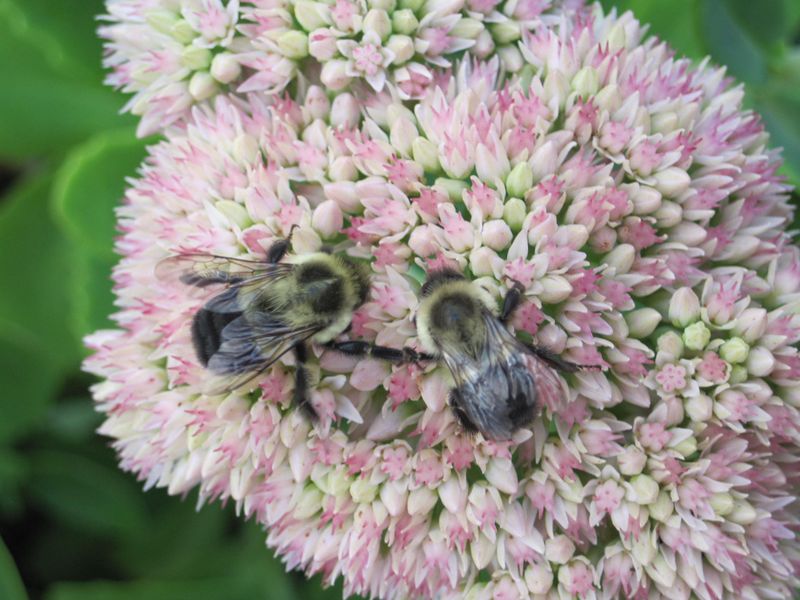 Two Bumble Bees, hand-in-hand. | Smithsonian Photo Contest ...