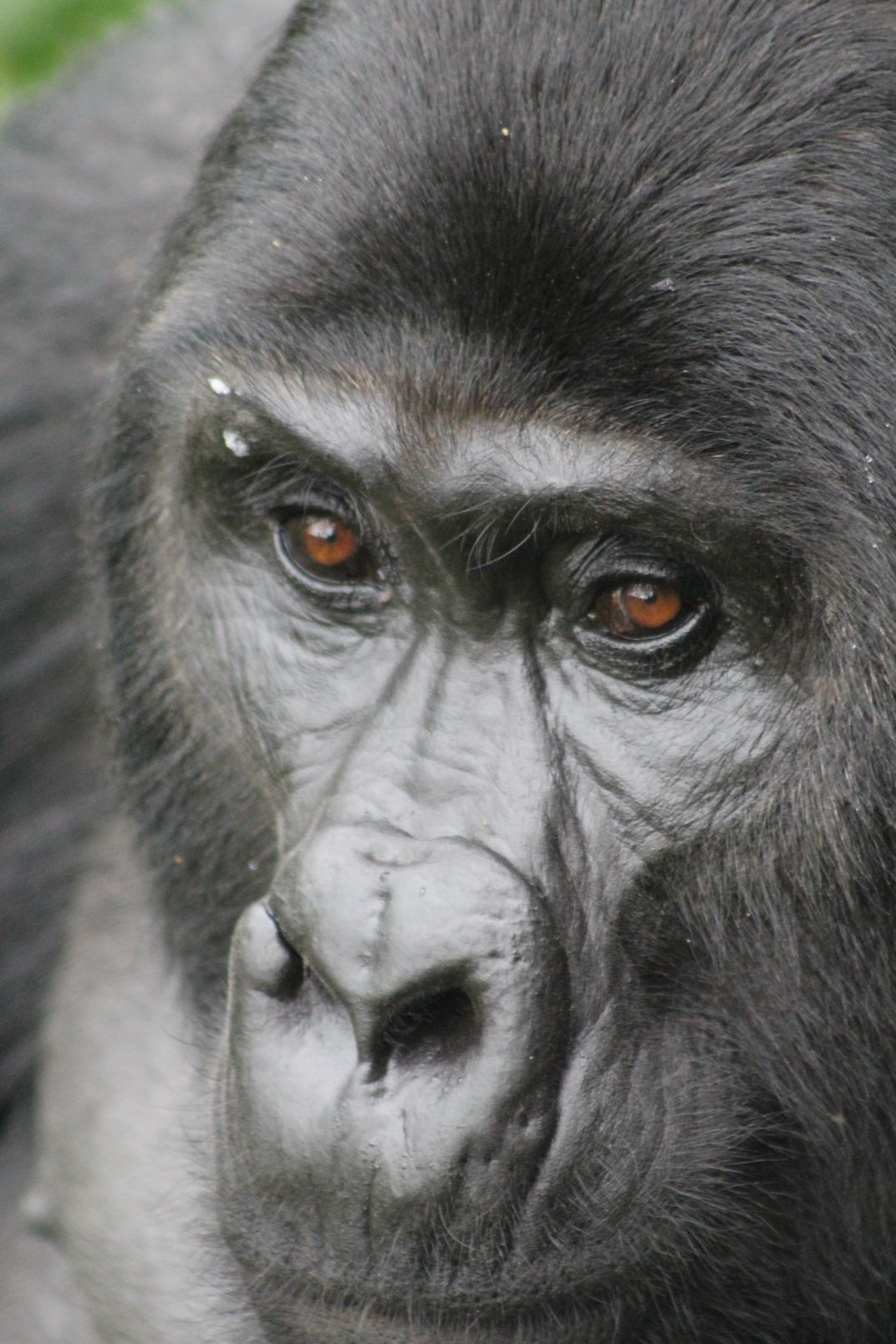 Silverback in Uganda | Smithsonian Photo Contest | Smithsonian Magazine