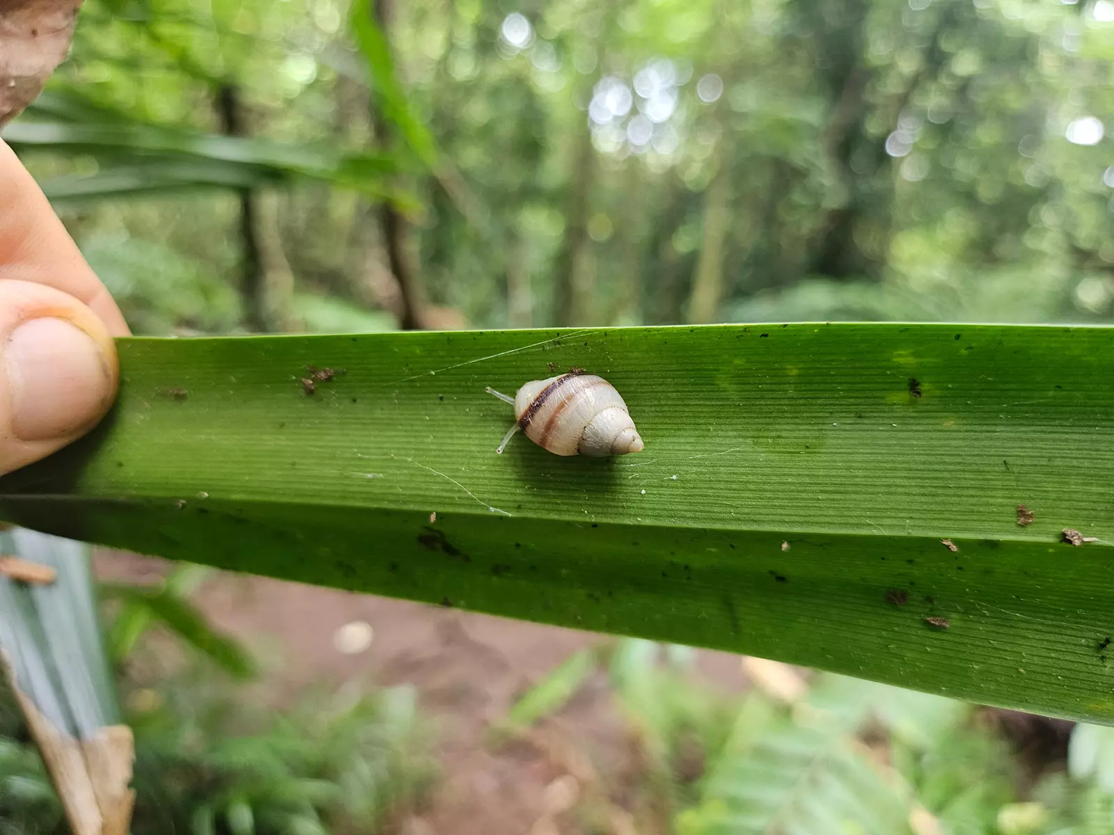 These Tiny Snails Are Breeding in the Wild for the First Time in 40 ...