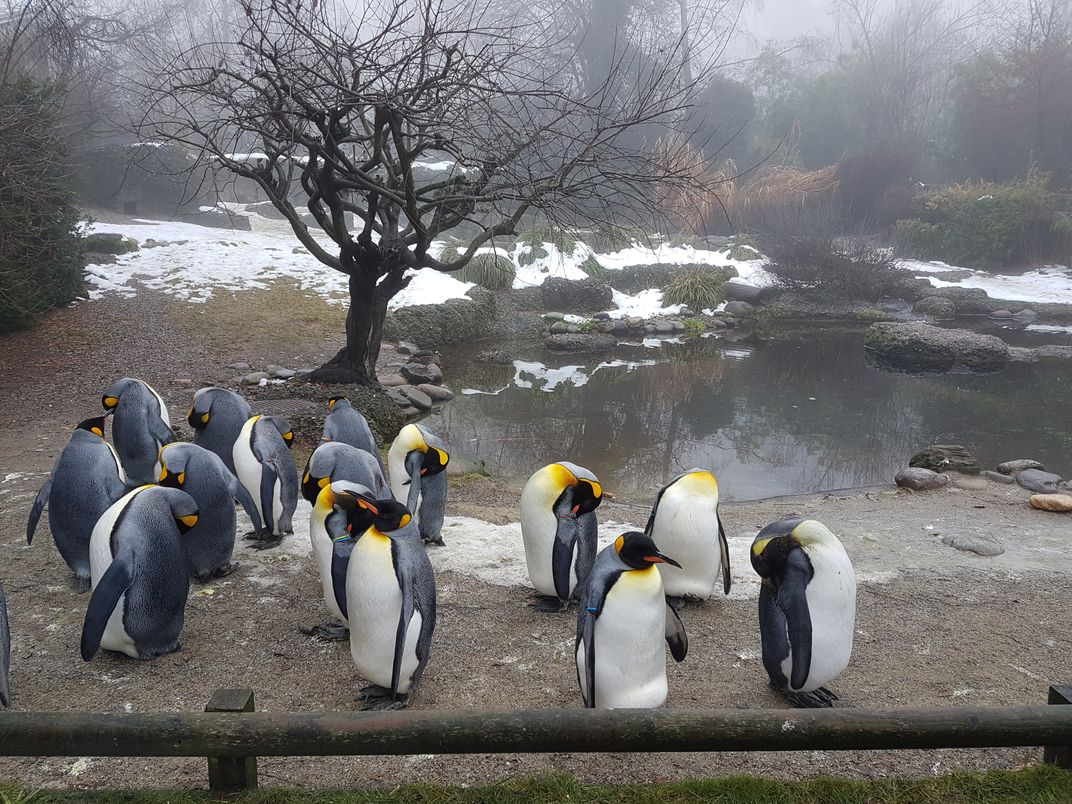 Penguins in Winter | Smithsonian Photo Contest | Smithsonian Magazine