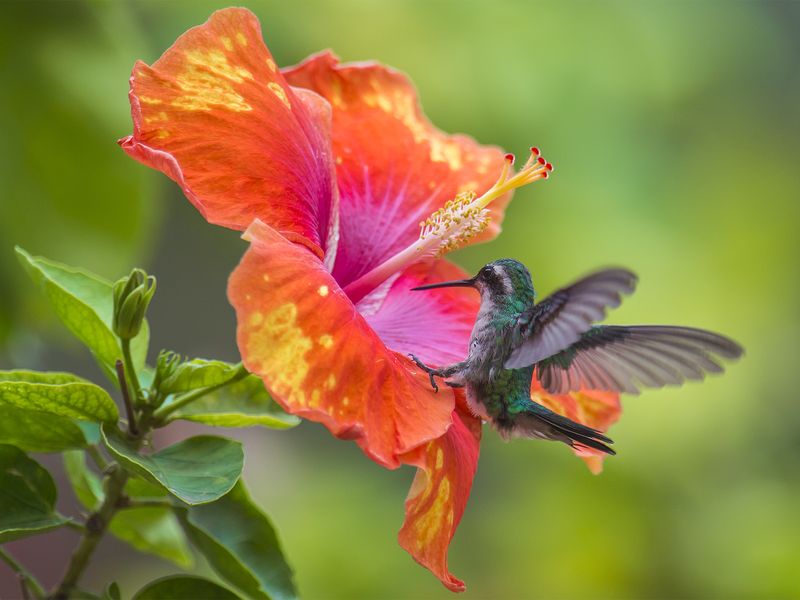 Hummingbird Lands on Hibiscus | Smithsonian Photo Contest | Smithsonian ...