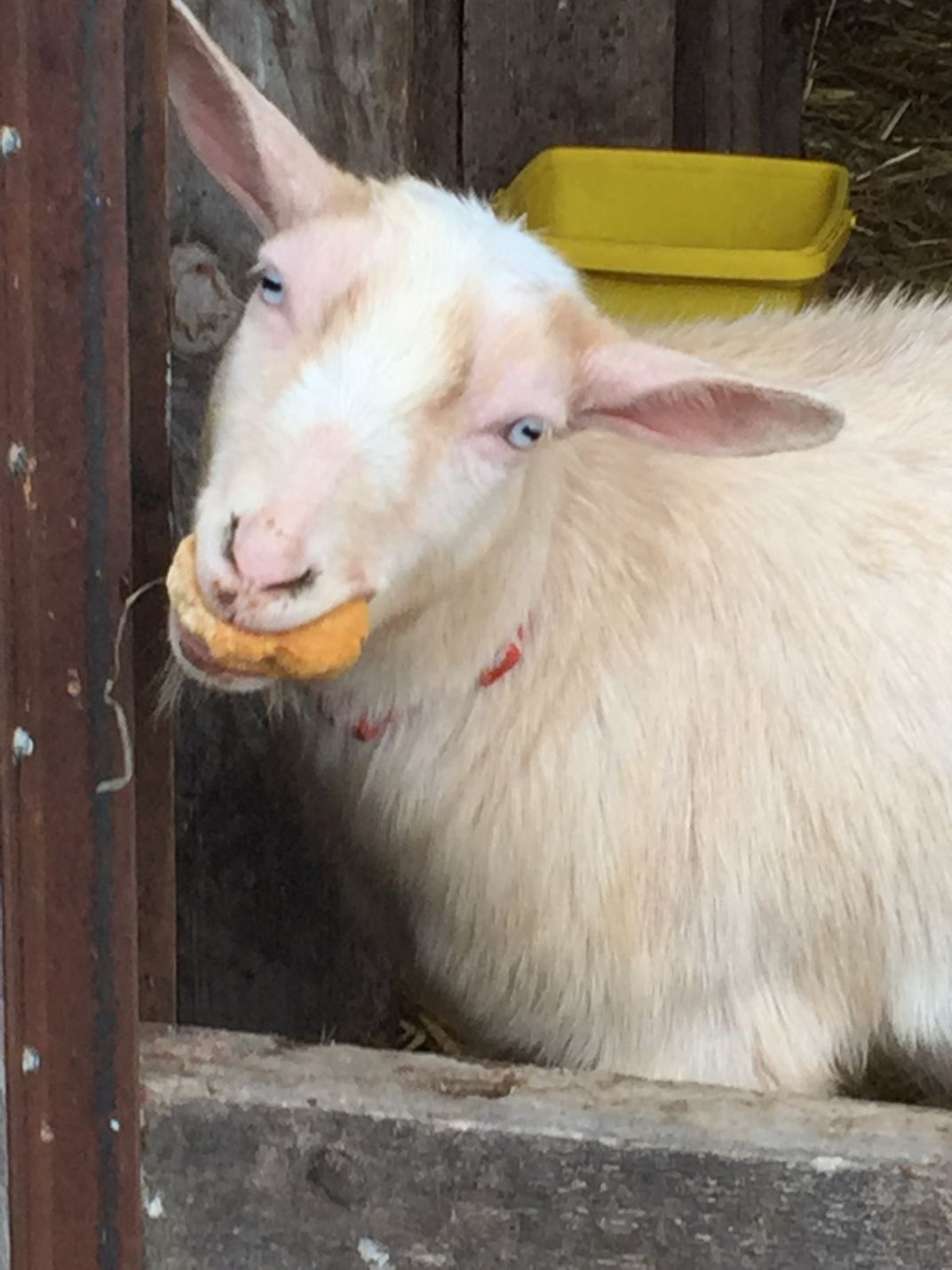 Goat eating cookie | Smithsonian Photo Contest | Smithsonian Magazine