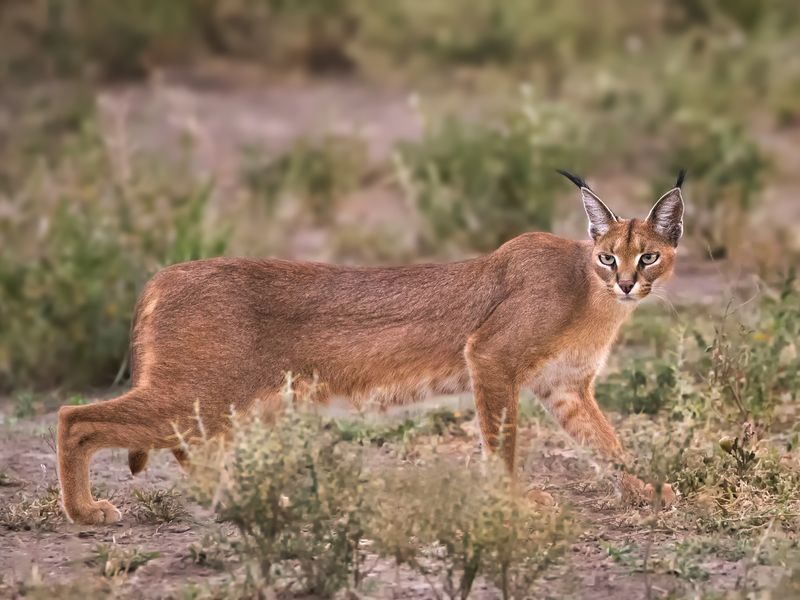 A Caracal at sunset hour | Smithsonian Photo Contest | Smithsonian Magazine